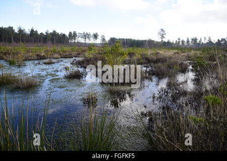 Plantation and heath on Lavington Common (National Trust) West Sussex ...