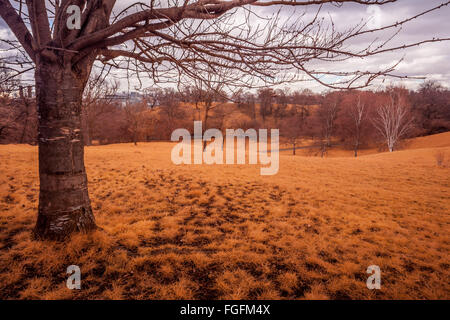 Winter sunshine seen in Greenwich park covered in heavy snow brought in ...