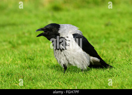Cawing Hooded crow Stock Photo - Alamy