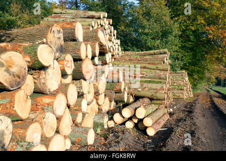 Wooden logs in the forest. chopped tree logs stack. nature landscape ...