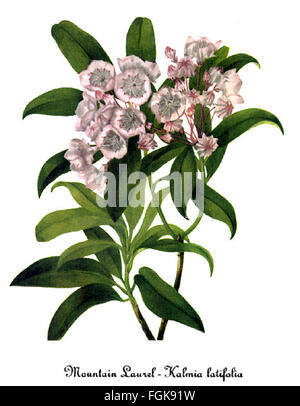 FLOWERING KALMIA LATIFOLIA COMMONLY KNOWN AS MOUNTAIN LAUREL OR CALICO ...