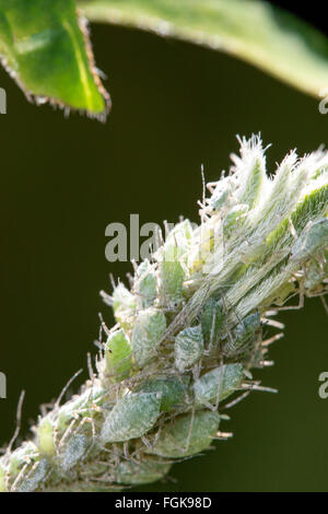 Aphids on Lupin plant Stock Photo - Alamy