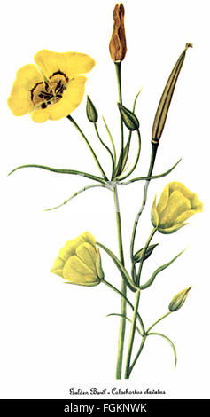 A botanical illustration of *Calochortus clavatus*, a species of ...