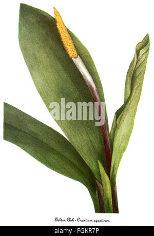 Orontium aquaticum, commonly known as Golden Club, is a wetland plant ...