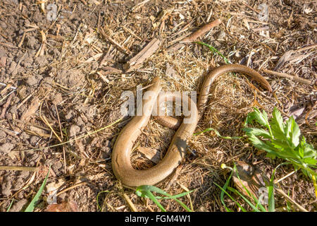 Slow Worm Snake in the Grass Scottish Highlands Scotland UK Stock Photo ...
