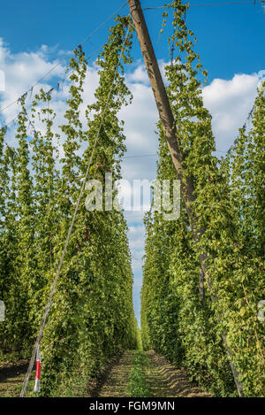 Hops plantation in Bavaria, Germany Stock Photo - Alamy