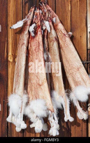 Alpine mountain hare, blue hare, mountain hare, white hare, Eurasian ...