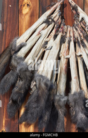 Siberian Red Squirrel (Sciurus vulgaris exalbidus) Mammalia Stock Photo ...