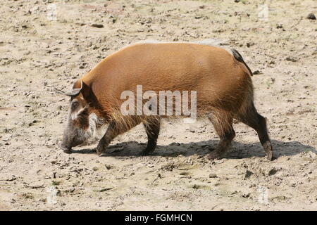Red River Hog, West African bush pig ( Potamochoerus porcus Stock Photo ...