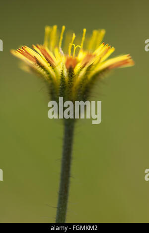 hawkbit, dandelion, leontodon hispidus Stock Photo - Alamy