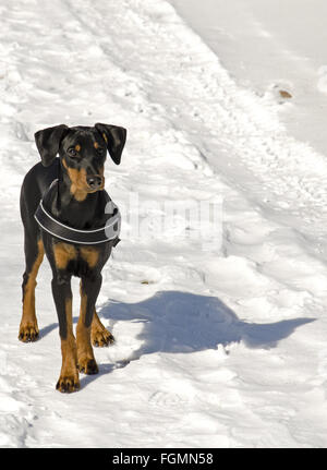 lying German Pinscher Stock Photo - Alamy