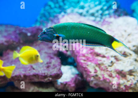Moon wrasse fish Thalassoma lunare swims along a coral reef Stock Photo ...