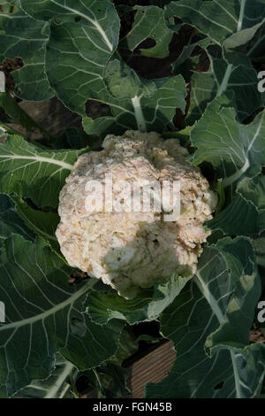 Cauliflower bacterial soft rot on head Stock Photo - Alamy