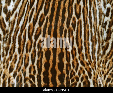 closeup of ocelot fur coat texture Stock Photo: 169023546 - Alamy