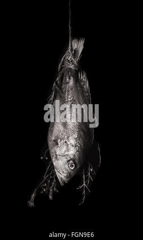 Dried red snapper Stock Photo - Alamy