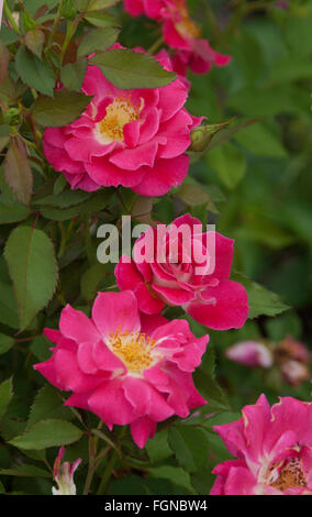 Rose, Rosa ISLAND DANCER, Ping Lim, Shrub Stock Photo - Alamy