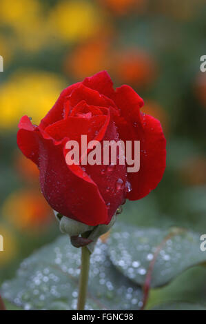 Red Olympiad hybrid tea rose with green leaves and stems Stock Photo ...