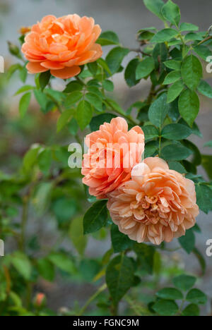 Rose Pat Austin, David Austin Roses, England, UK Stock Photo - Alamy