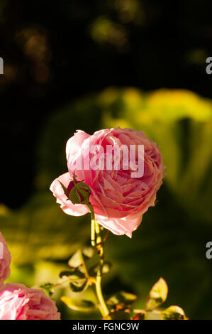 Pretty Jessica Rose Stock Photo - Alamy