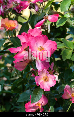 Orange shrub rose (Rosa Stock Photo - Alamy