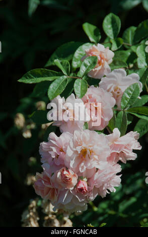 Rosa RENAE, Rose Stock Photo - Alamy