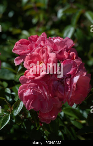 Hybrid Tea Rose (Rosa 'Barbara Streisand' Stock Photo - Alamy