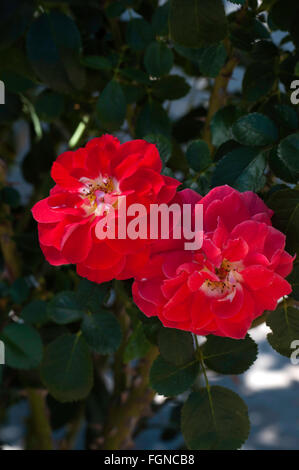 Orange-red floribunda rose (Rosa) beautiful blooms Stock Photo - Alamy