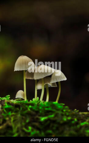 A collection of fungi Stock Photo - Alamy