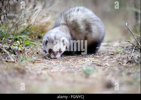 Wild polecat in forest Stock Photo - Alamy