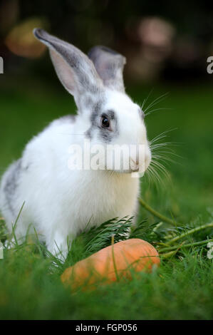 Gray baby rabbit eating green grass in nature close-up Stock Photo - Alamy