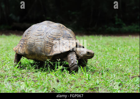 Big turtle. African Spurred Tortoise in the terrarium. African spurred ...