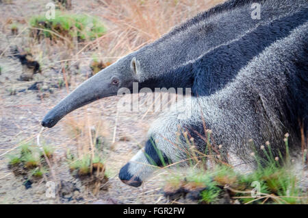Close-up of an endangered Giant anteater (Myrmecophaga tridactyla ...