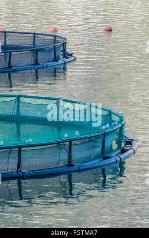 Big Cages for fish farming in Montenegro Stock Photo - Alamy