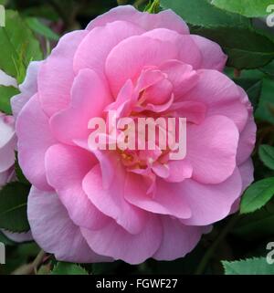 Cariad. beautiful roses in both close up portraits Stock Photo - Alamy