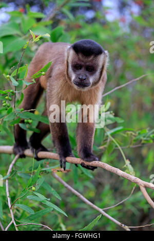 Cebus macrocephalus, Sapajus apella, tufted capuchin (Cebus apella ...