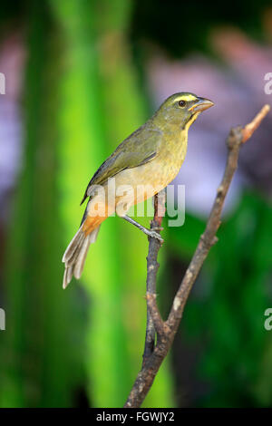 greyish saltator, Saltator coerulescens, single adult perched on branch ...