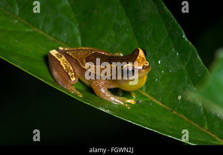A Dendropsophus elegans from the Atlantic Rainforest of SE Brazil Stock ...