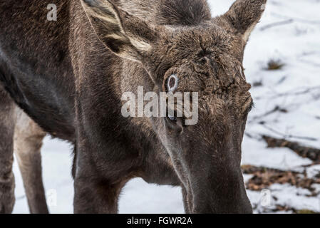 Moose (Alces alces) bull head behind tree trunk as if playing peekaboo ...