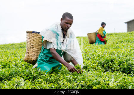 KINIHIRA, RWANDA- NOVEMBER 9: unidentified worker at a tea plantation ...