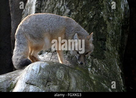 North American Swift fox exploring ( Vulpes velox Stock Photo - Alamy