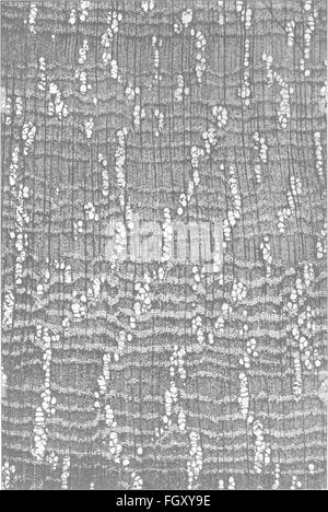 'Wood' (1908) is a detailed guide on the natural history and industrial ...