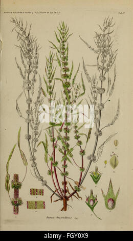 This Danish botanical journal, Botanisk Tidsskrift, covers a wide range ...