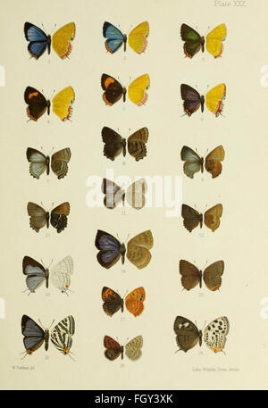 'Butterflies from China, Japan, and Corea' is a collection of butterfly ...