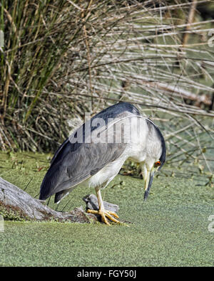Black-crowned night heron shorebird Nycticorax nycticorax with a ...
