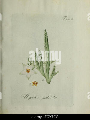 'Collectio Plantarum Tam Exoticarum, Quam Indigenarum' is a botanical ...