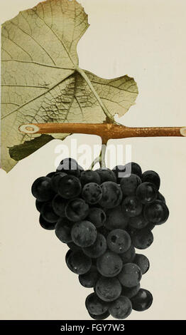 This 1922 cyclopedia provides an extensive guide to hardy fruits ...