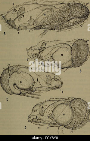 This 1907 illustrated handbook details the fauna of Denmark, offering a ...