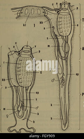 This 1907 illustrated guide provides an in-depth overview of the fauna ...