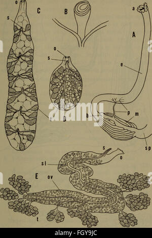 'Danmarks Fauna' (1907) is an illustrated guide to the fauna of Denmark ...