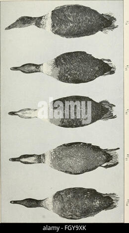 The Danish Ornithological Society's journal from 1910 provides detailed ...